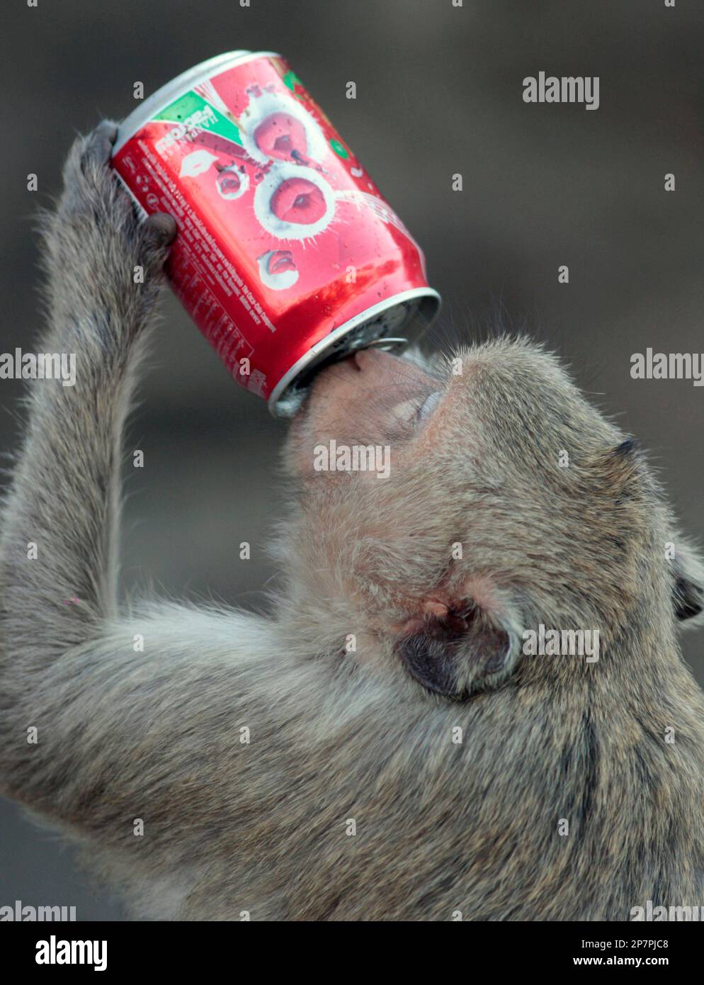 A Long Tailed Macaque Monkey gulps down cola at the Lopburi, Thailand ...