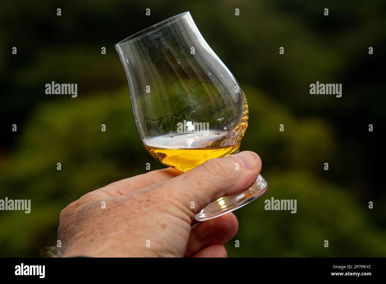 single malt scotch whisky in glencairn glass Stock Photo - Alamy