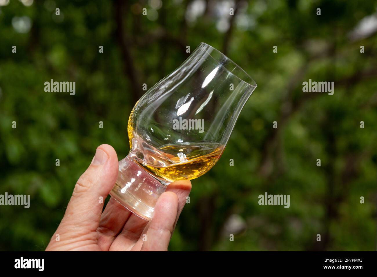 single malt scotch whisky in glencairn glass Stock Photo - Alamy