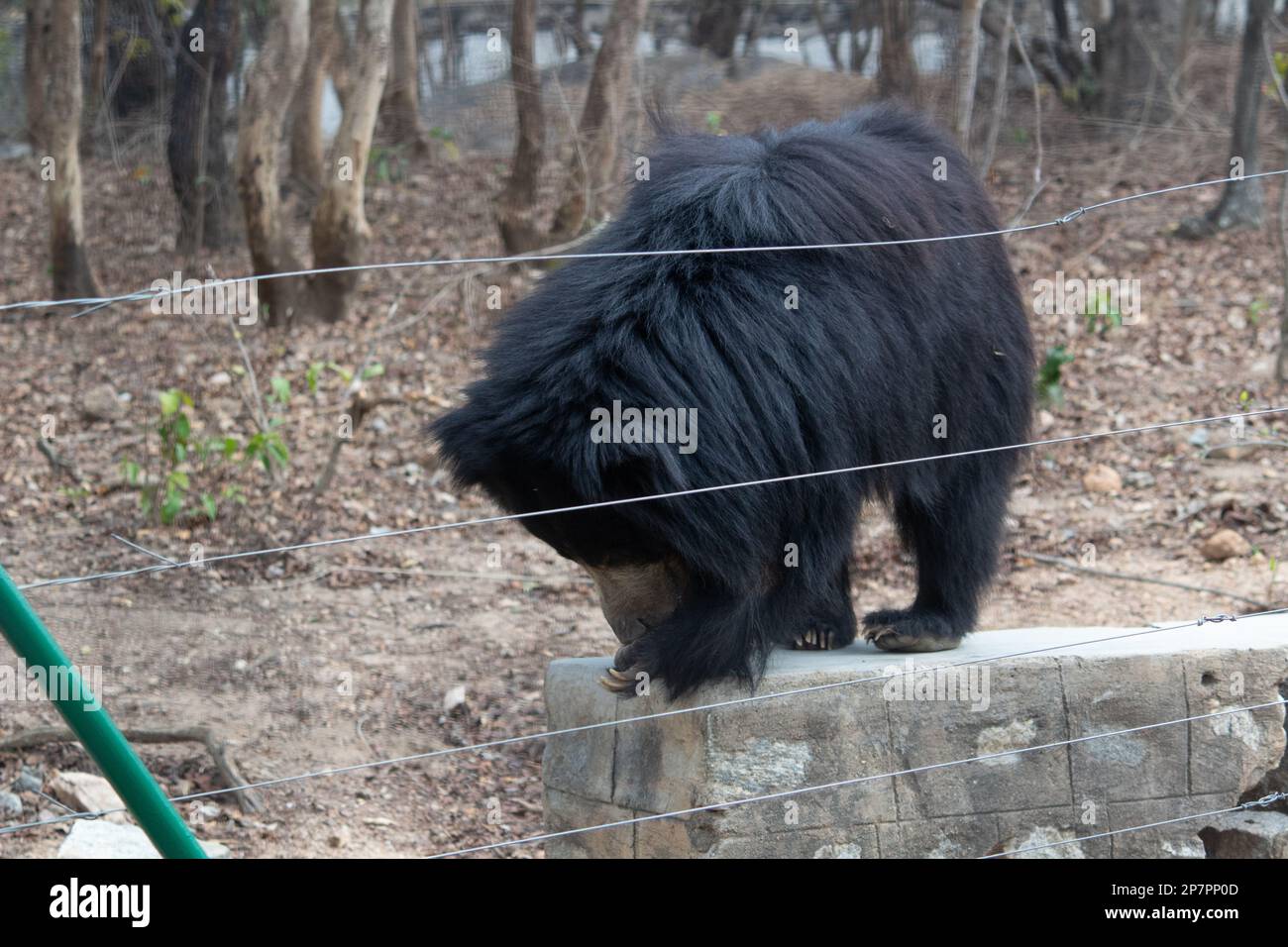 Indian bear at Bannerghatta national park Bangalore standing in the zoo ...