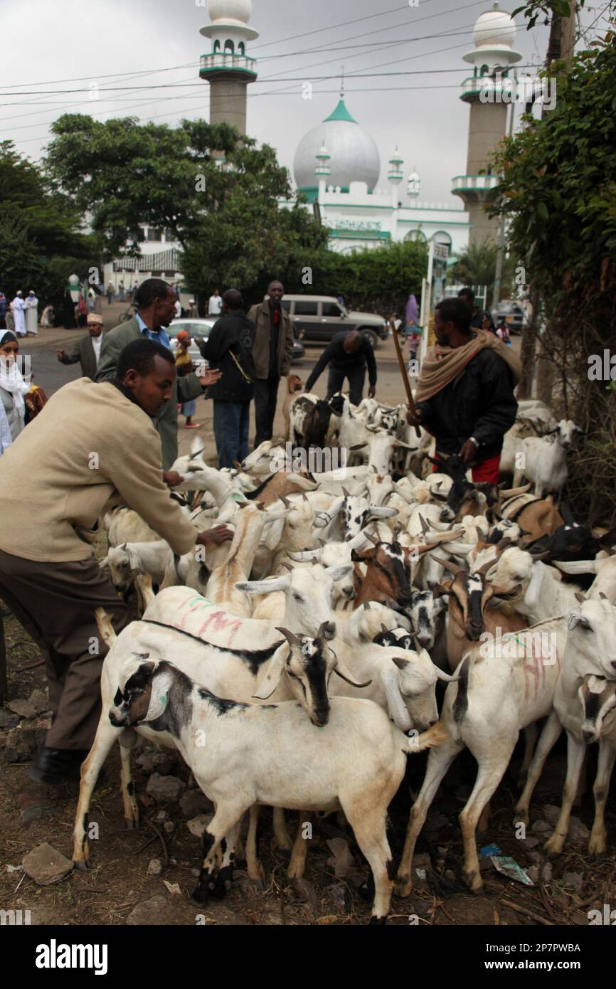 Muslims buy goats for sacrifice to celebrate Eid al-Adha, or Feast of ...