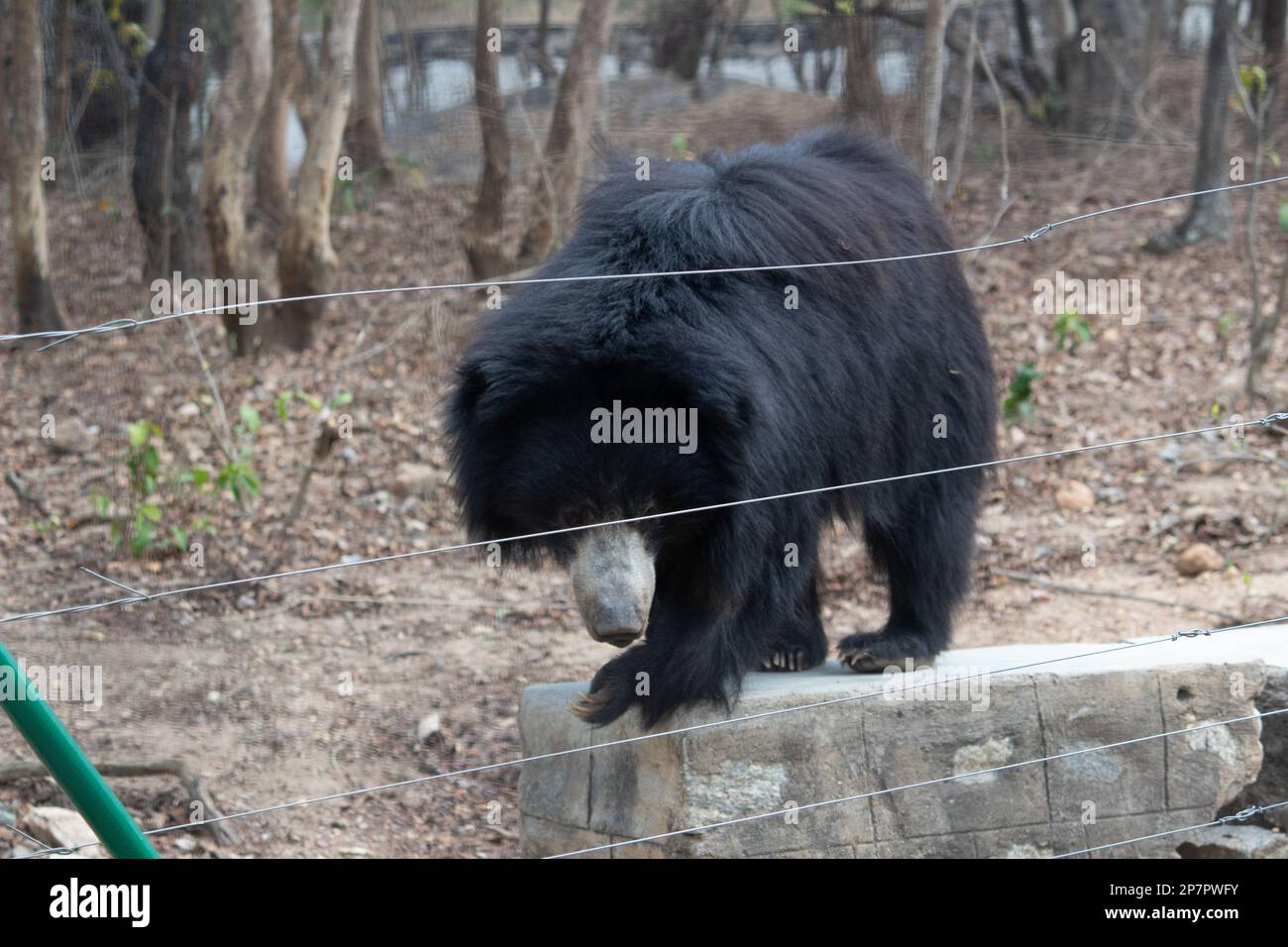 Indian bear at Bannerghatta national park Bangalore standing in the zoo ...
