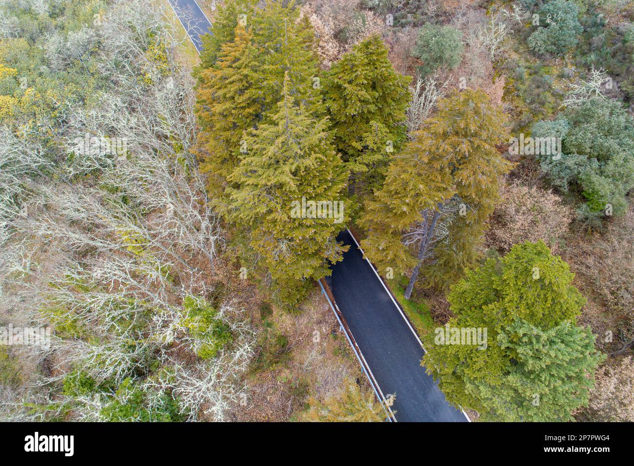 Beautiful drone flight over forest hi-res stock photography and images ...