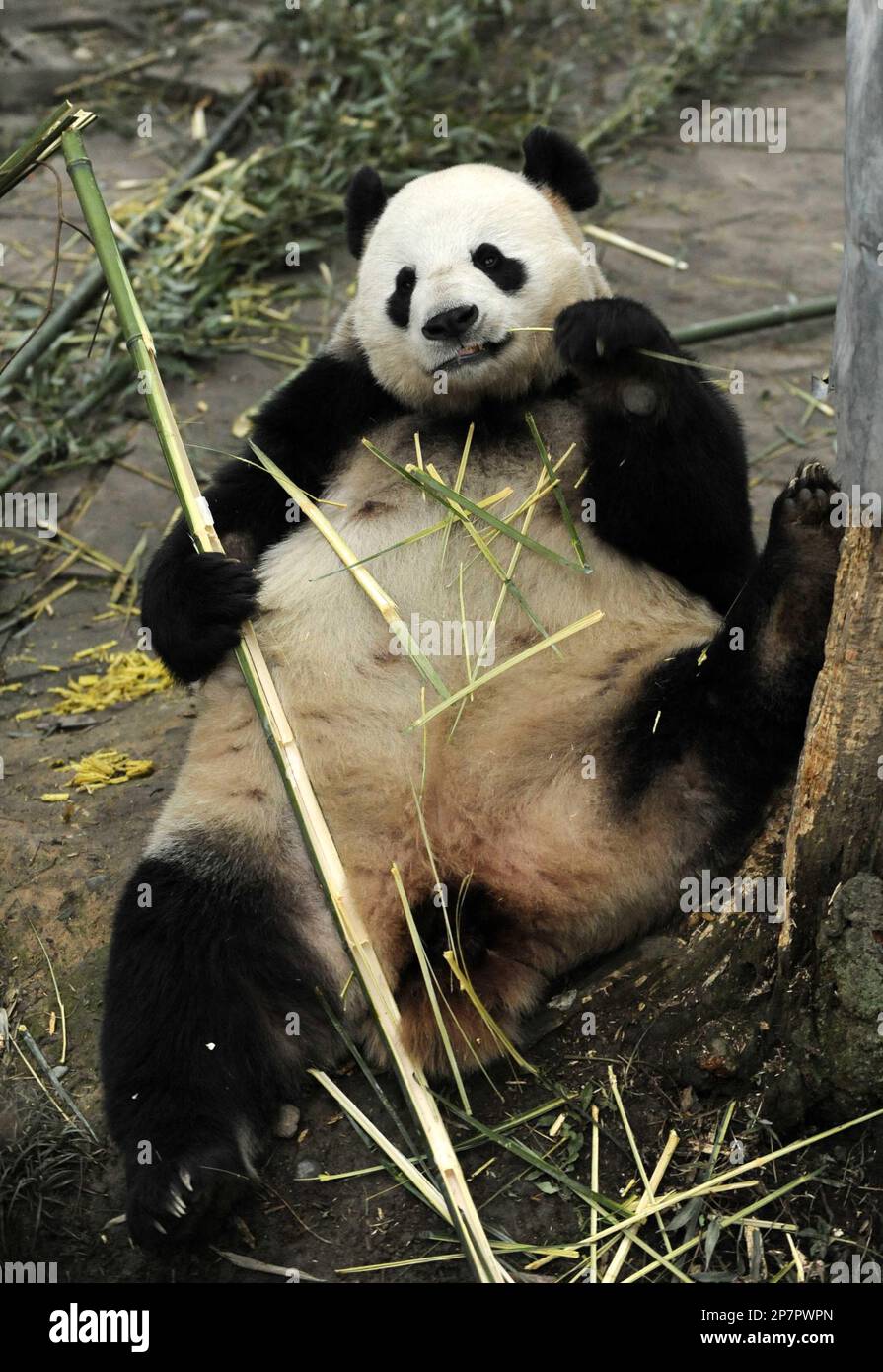 Giant panda Wang Wang eats bamboo at the Bifengxia Giant Panda Breeding ...