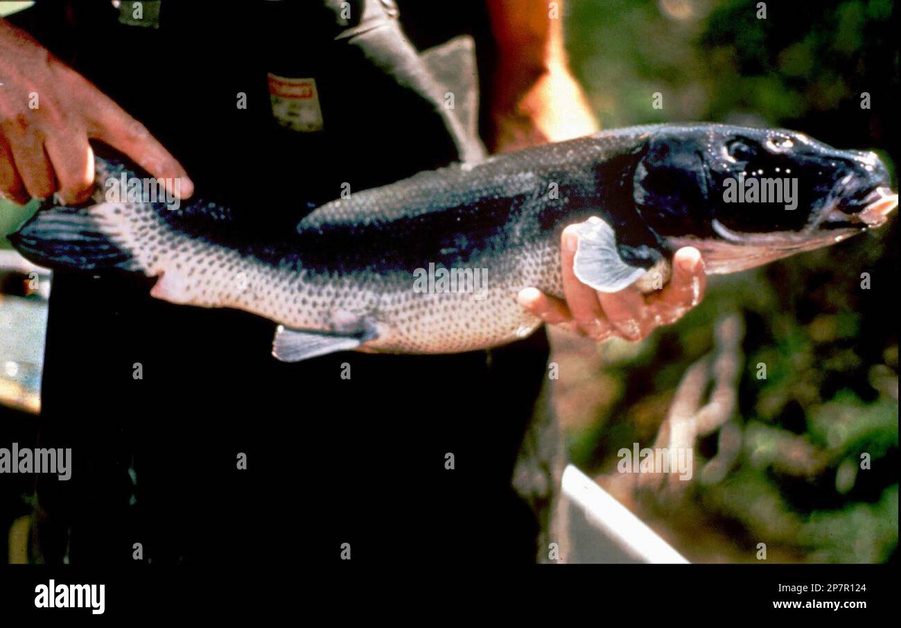 FILE - In this 1995 file photo, biologist Mark Beuttner holds a Lost ...