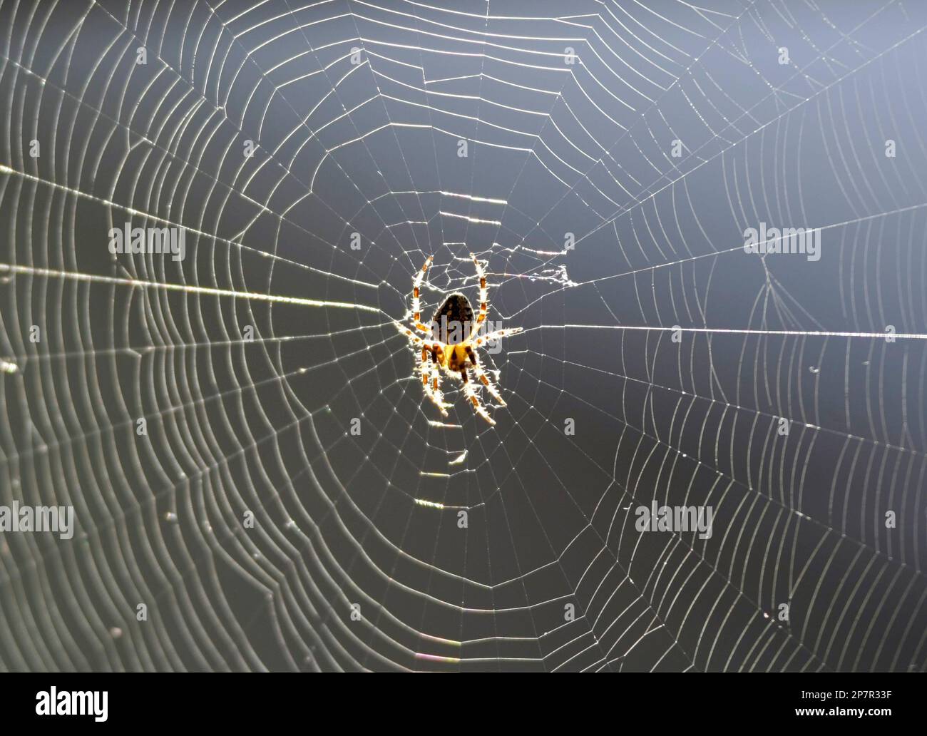 A spider is highlighted by the sun during unusualy warm seasonal ...