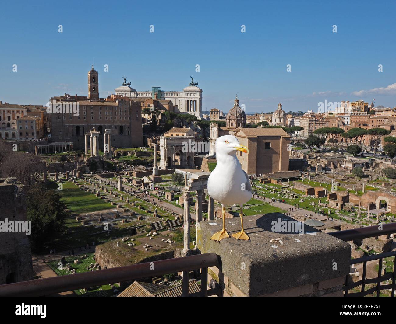 Large seagull bird looking for food with the tourists on Palatine hill ...