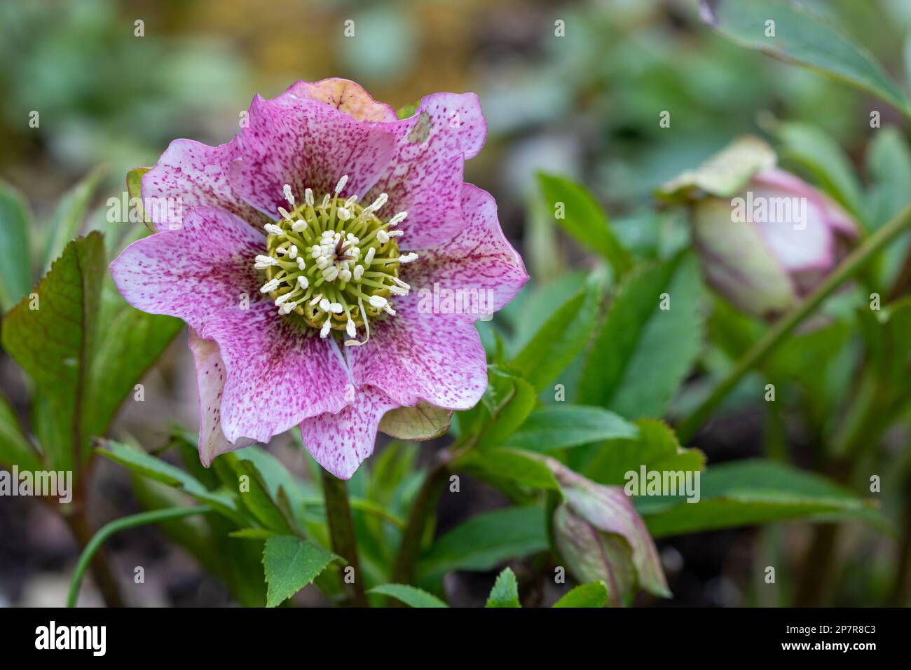 Lenten rose hi-res stock photography and images - Alamy