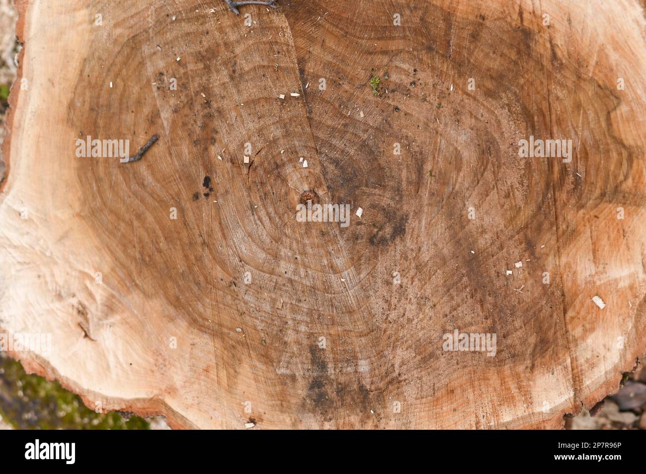 Tree stump close up hi-res stock photography and images - Alamy