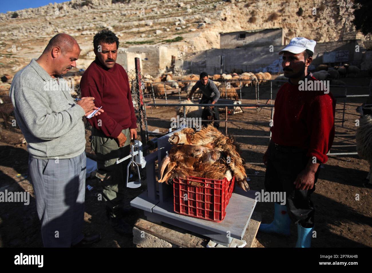 A Jordanian vendor weighs an alive sheep on a scale before selling it ...