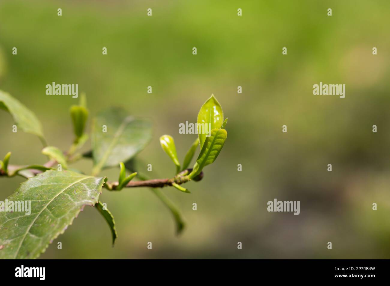 Green tea tree leaves field young tender bud herbal Green tea tree in ...