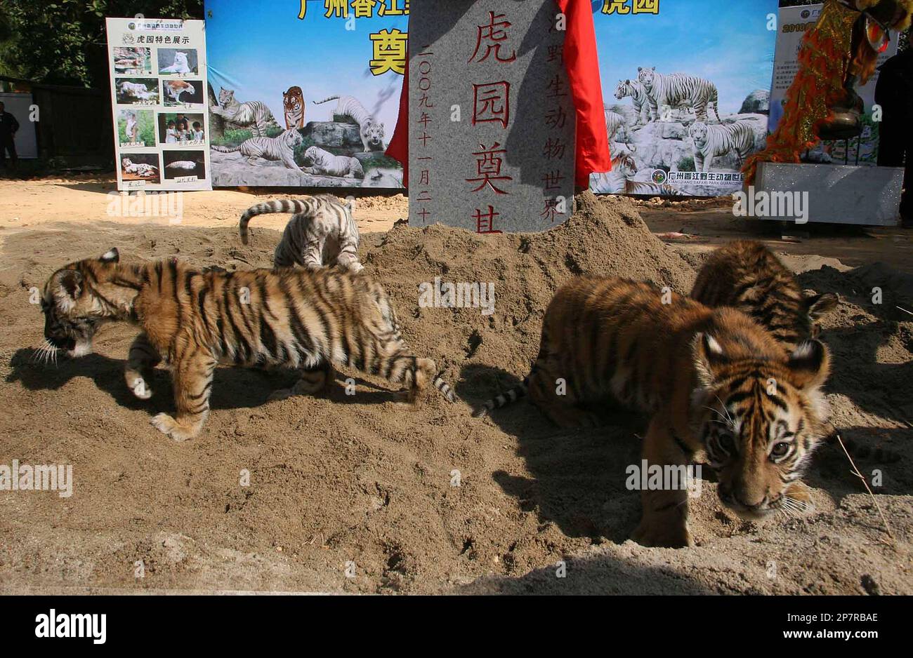 Bengal tigers play during the ground breaking ceremony of the south ...