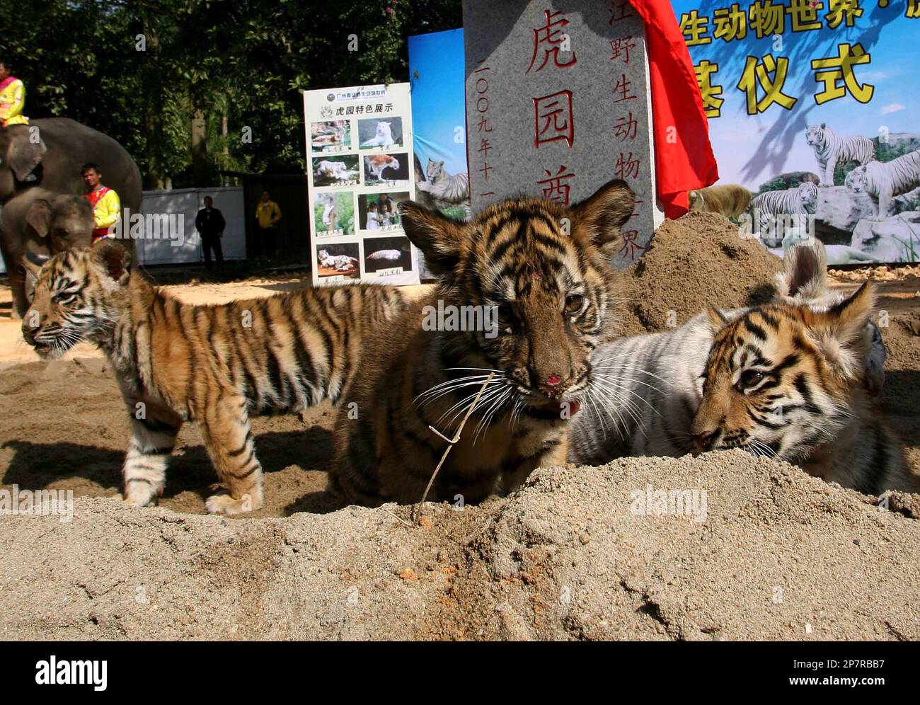 Bengal tigers play during the ground breaking ceremony of the south ...