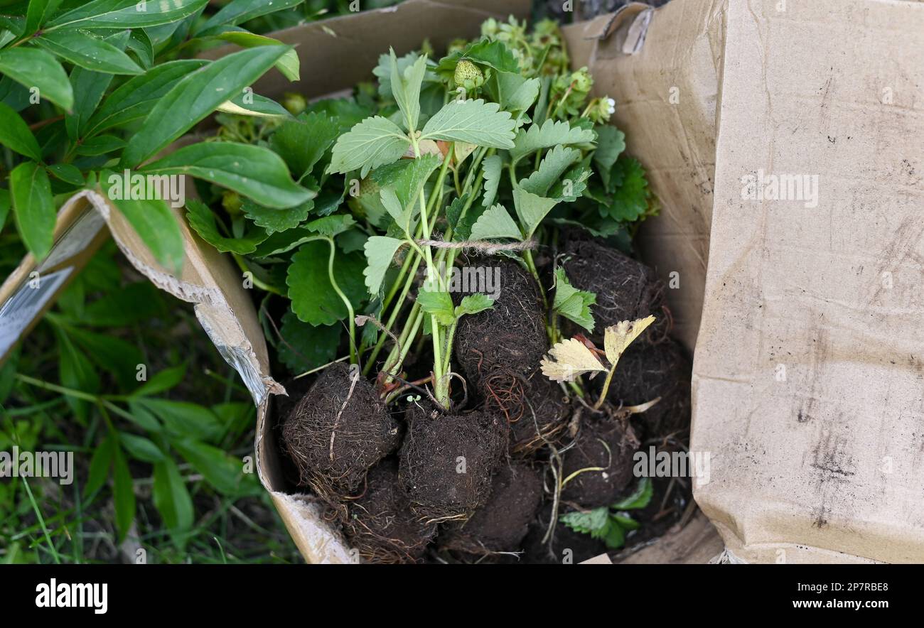 strawberry seedling with roots. Planting strawberries. Organic farming ...