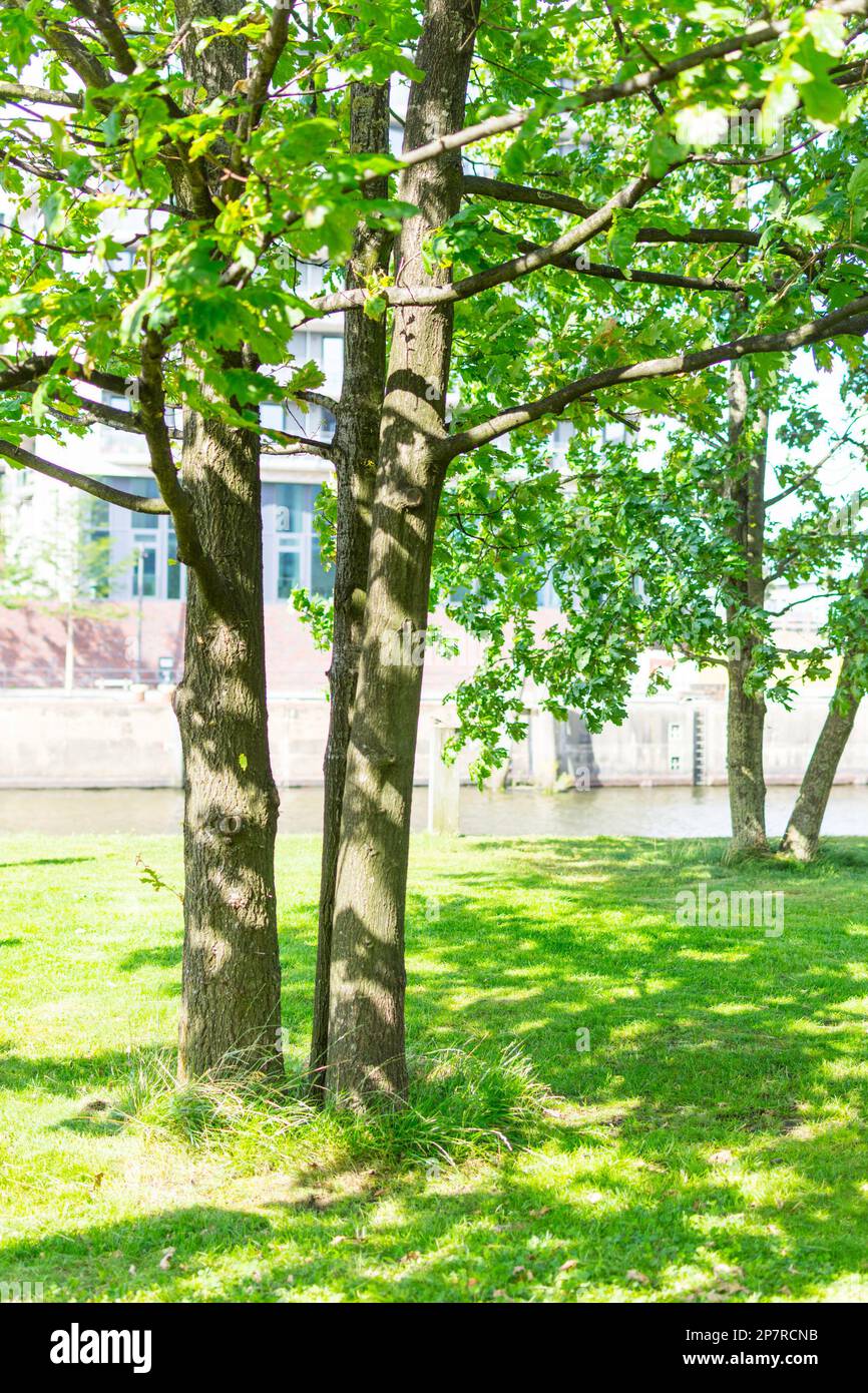 Natural oak quercus wood texture hi-res stock photography and images ...