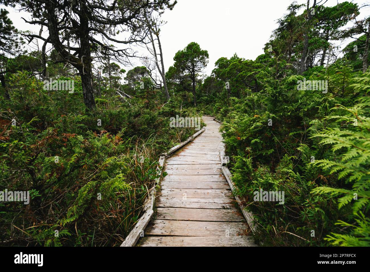Shorepine Bog Trail Ucluelet on Vancouver Island, Canada Stock Photo ...