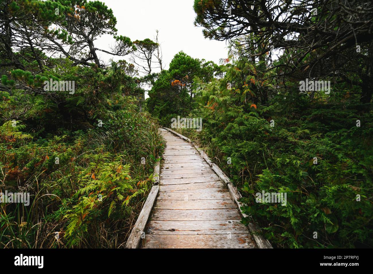 Shorepine Bog Trail Ucluelet on Vancouver Island, Canada Stock Photo ...