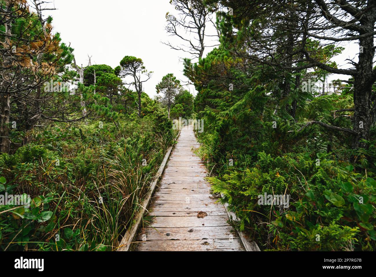 Shorepine Bog Trail Ucluelet on Vancouver Island, Canada Stock Photo ...