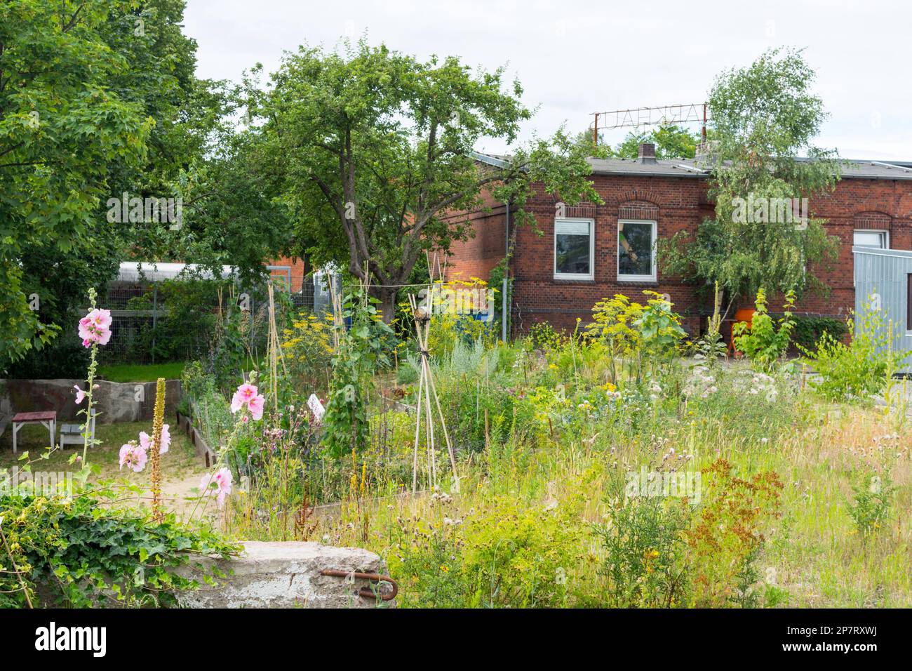 A rustic, picturesque ingrown allotment, vegetable and herb garden on ...