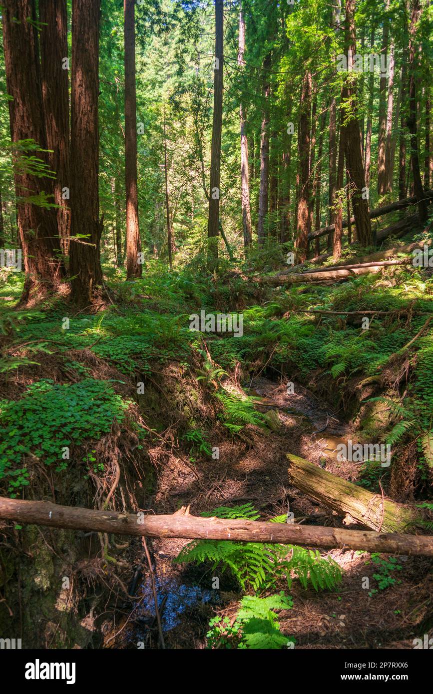 The Butano State Park in California Stock Photo - Alamy