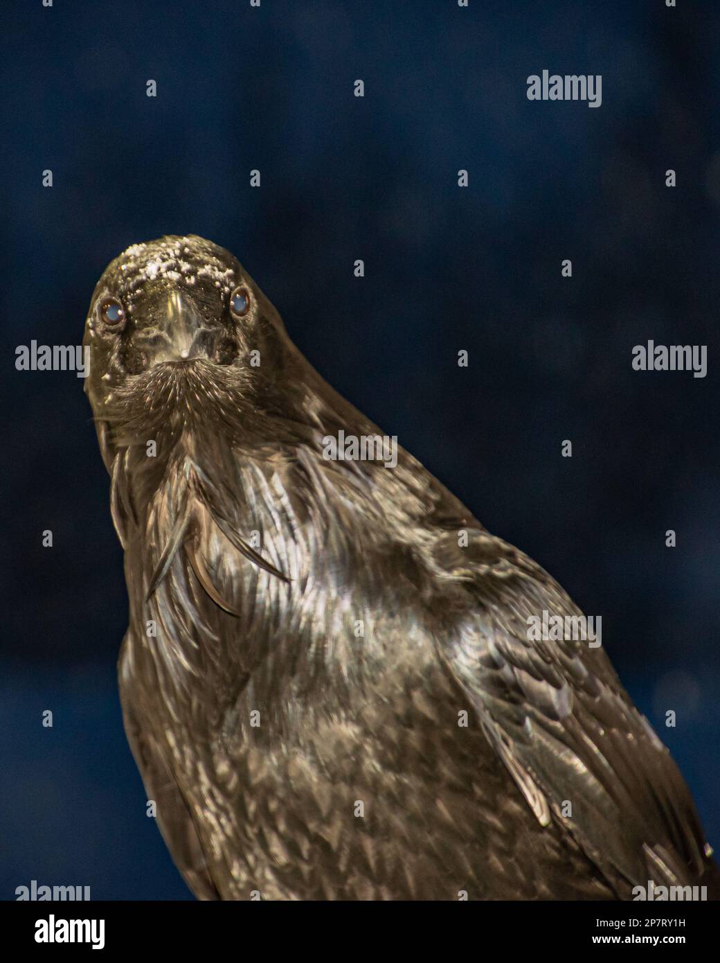 Wild Canadian Raven seen in winter time with blurred background Stock ...