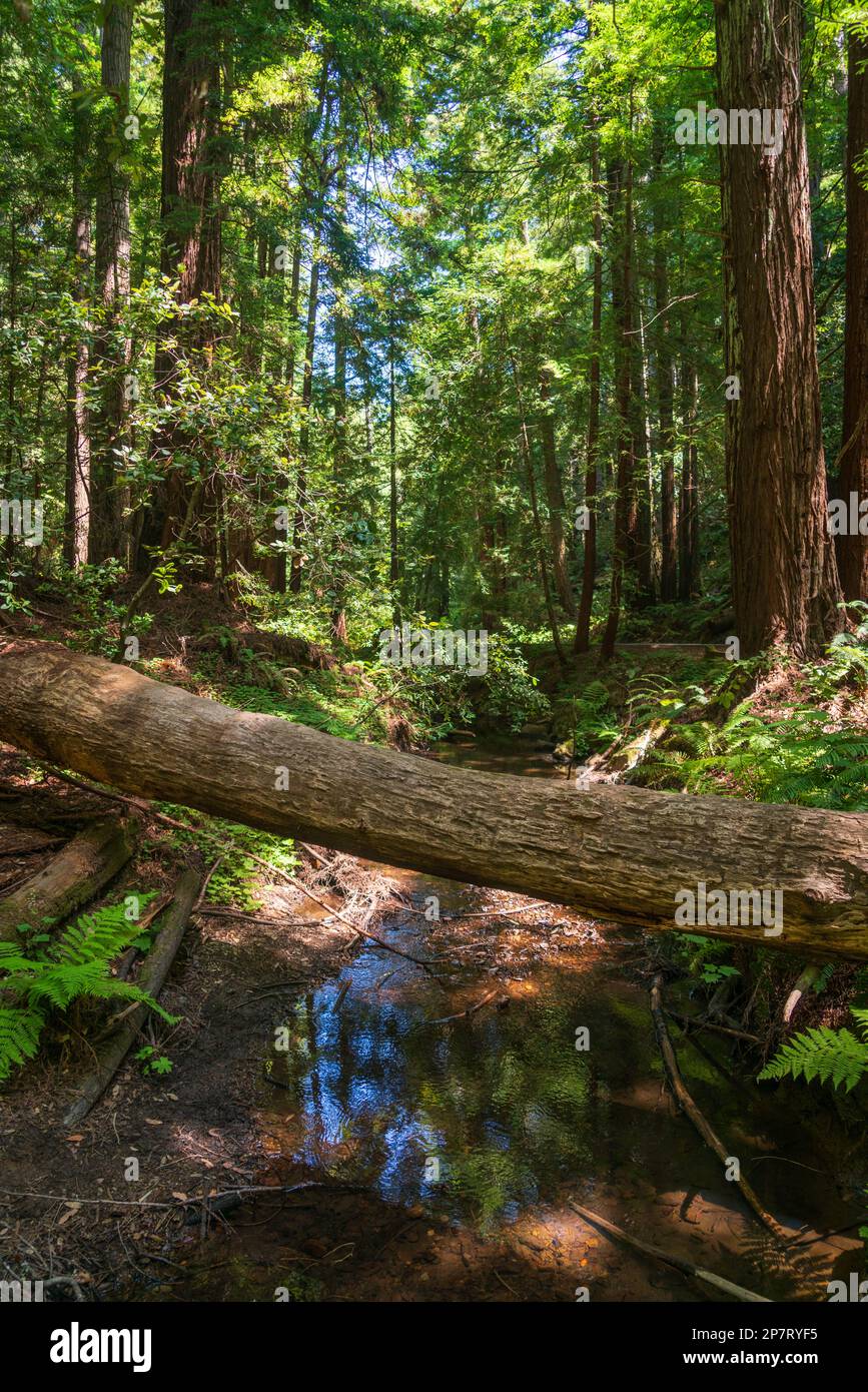 Bay of fire conservation area hi-res stock photography and images - Alamy