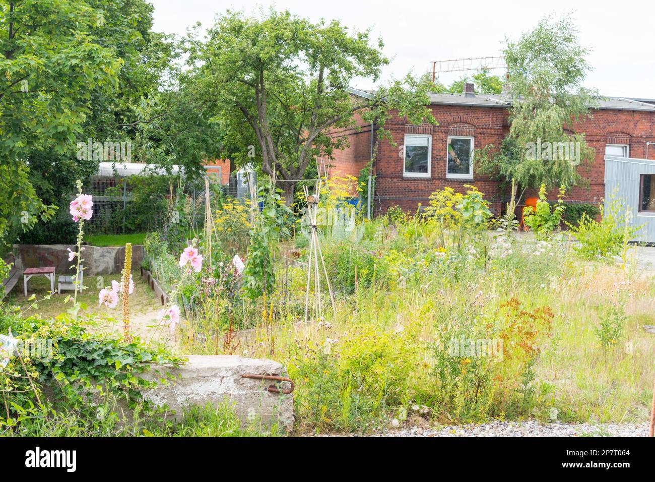 A rustic, picturesque ingrown allotment, vegetable and herb garden on ...