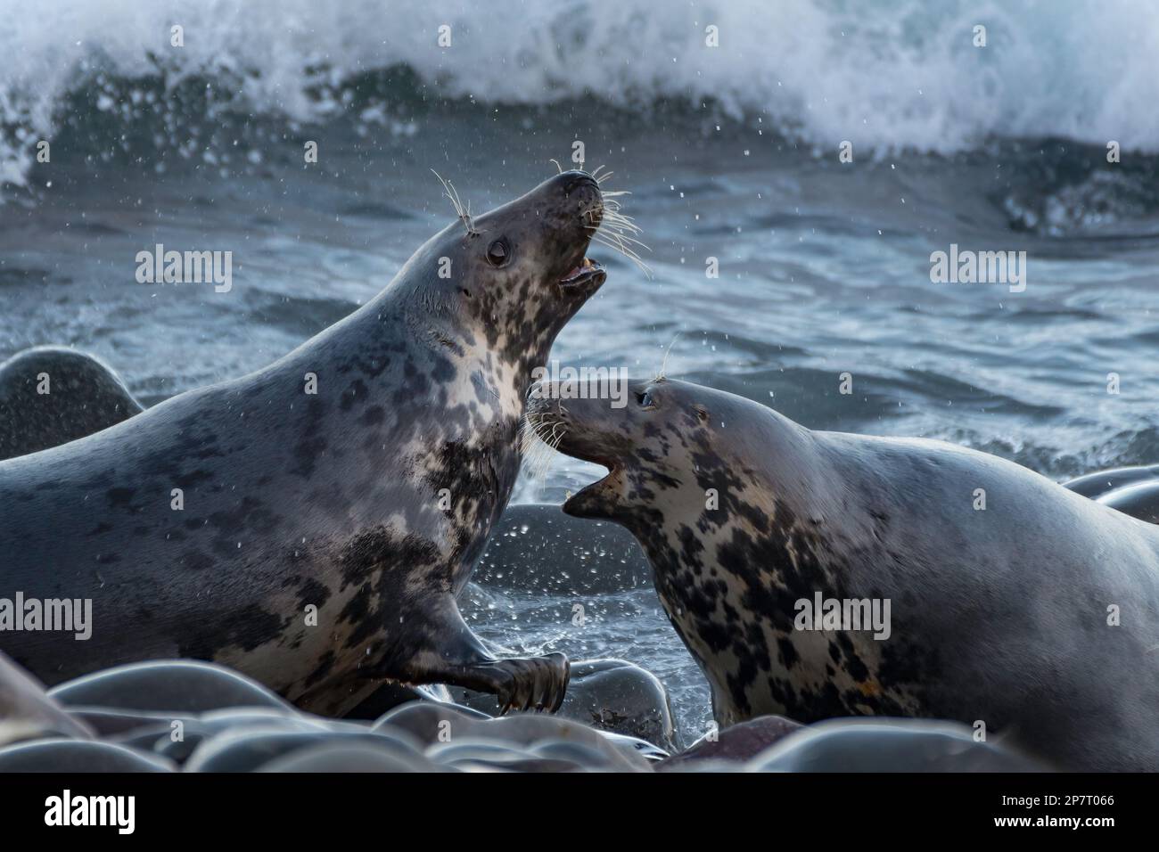 Scottish wildlife encounter hi-res stock photography and images - Alamy
