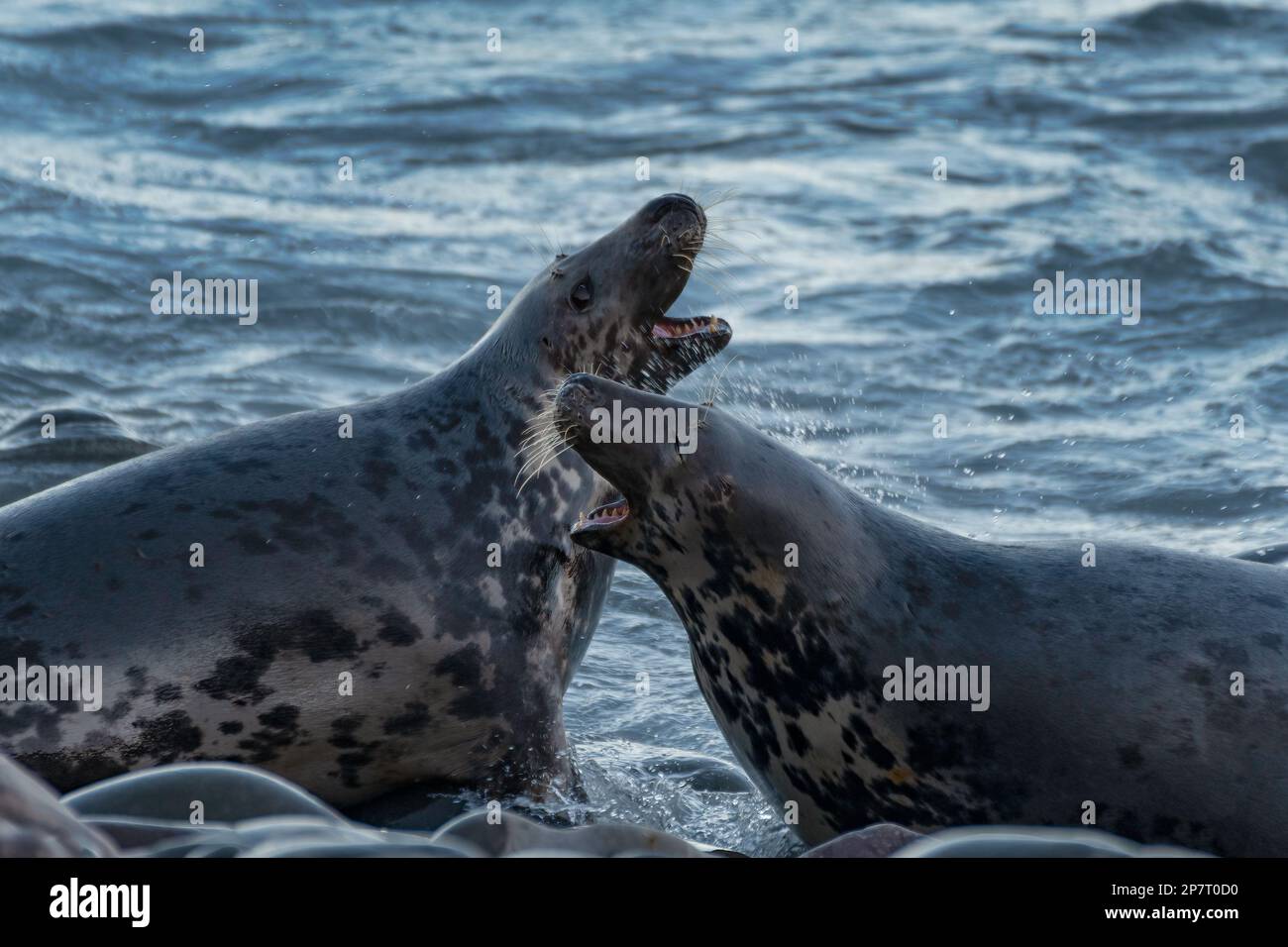 Scottish seals hi-res stock photography and images - Alamy