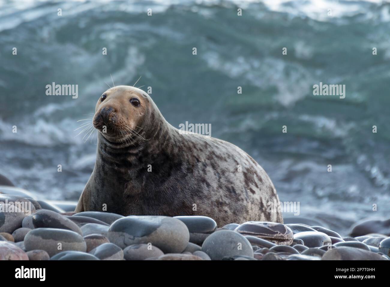 Female Grey Seal coming ashore on a Scottish Beach Stock Photo - Alamy
