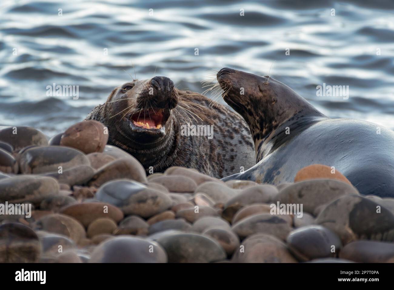 Scottish seals hi-res stock photography and images - Alamy