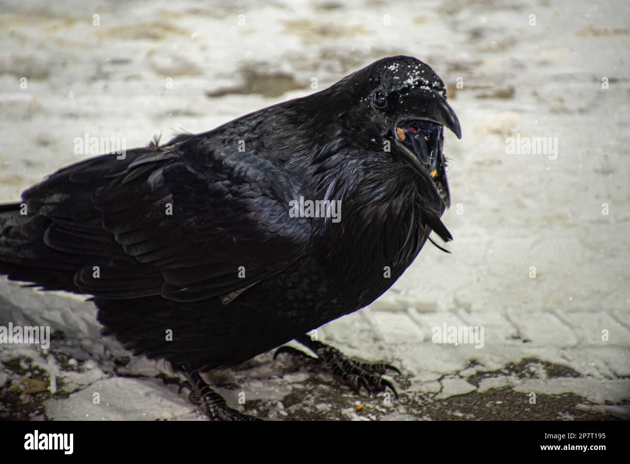 Wild Canadian Raven seen in winter time with blurred background Stock ...