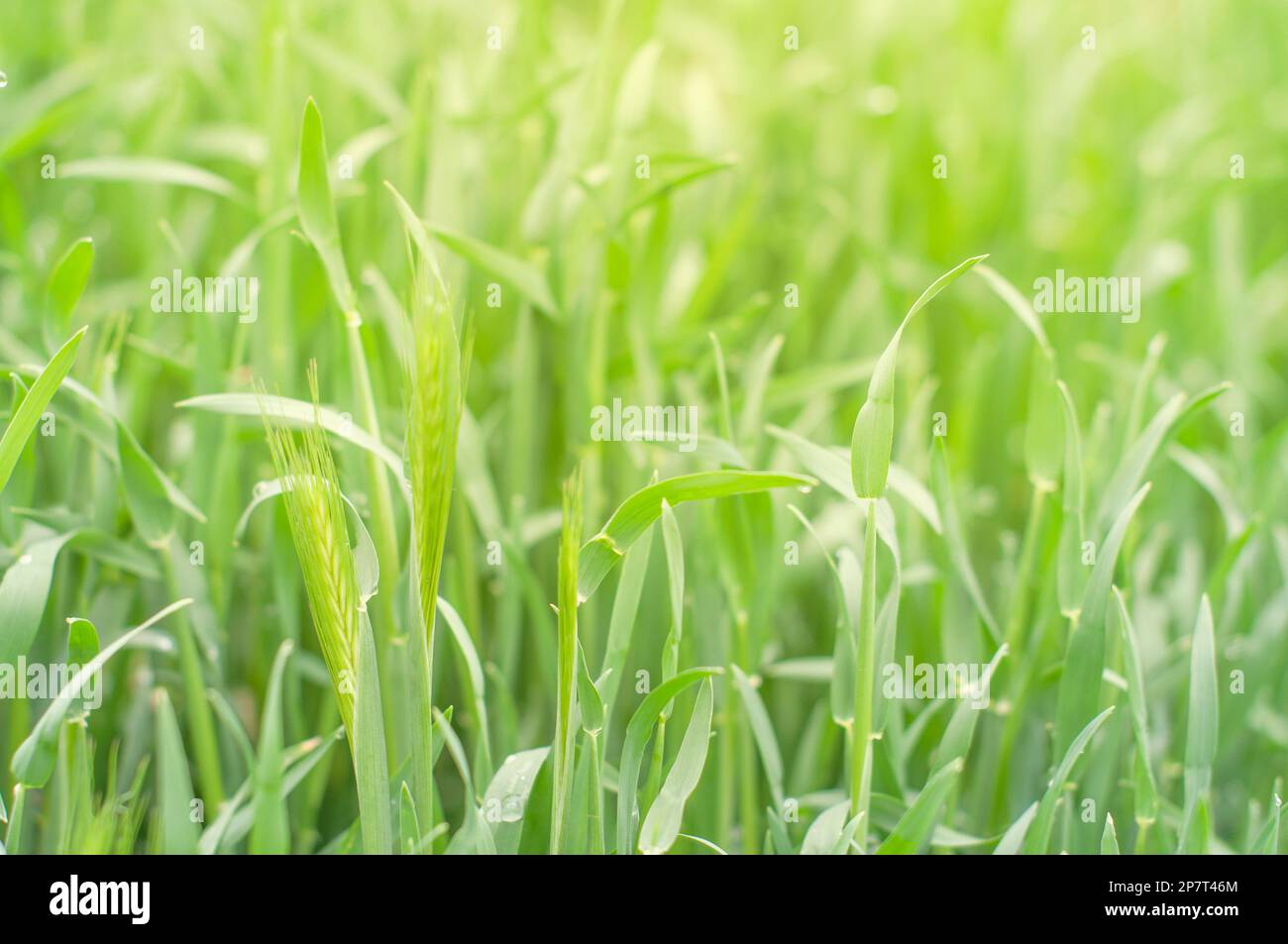 Full screen grass hi-res stock photography and images - Alamy