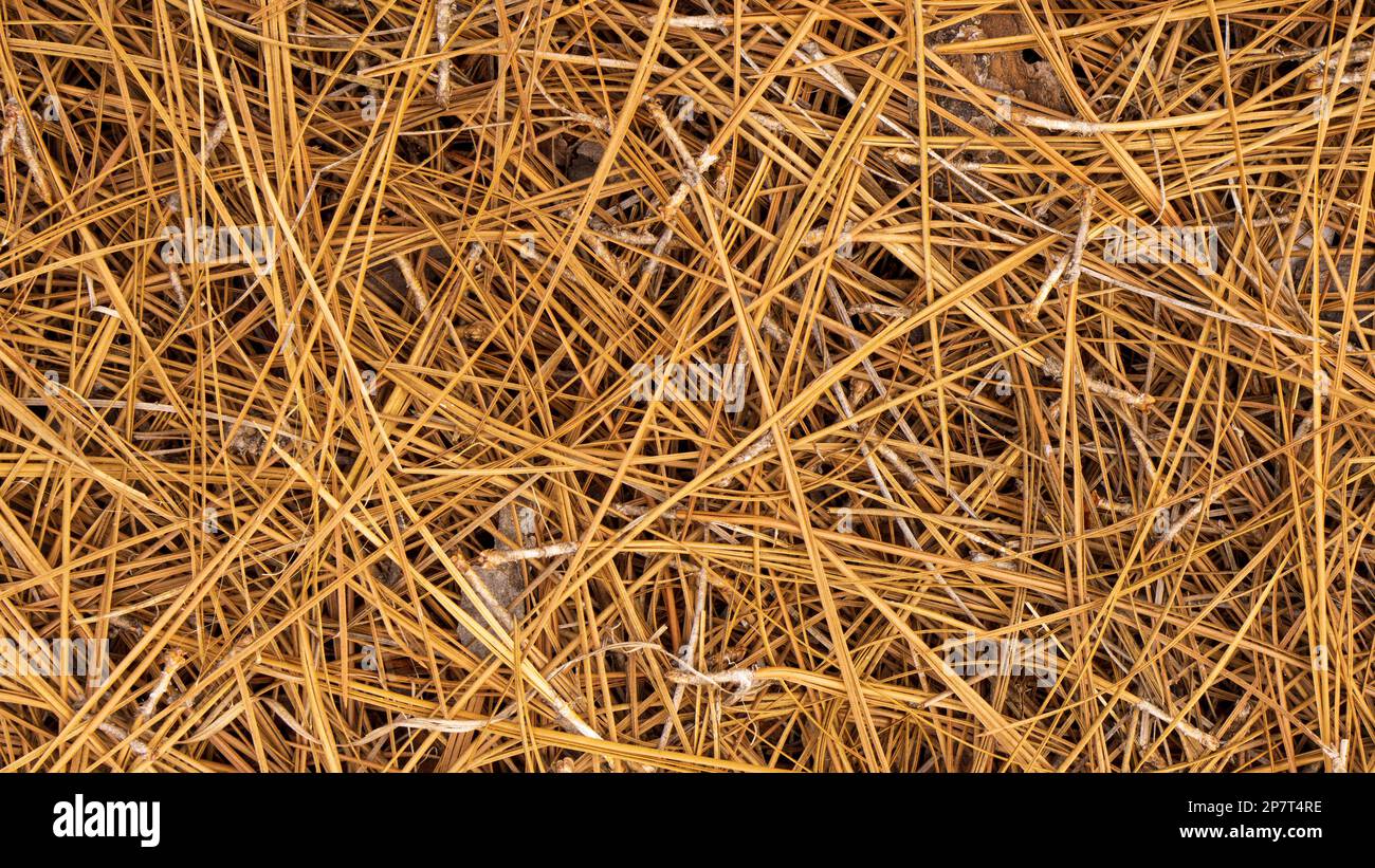 Textured Background of Pine Straw and Twigs Stock Photo - Alamy