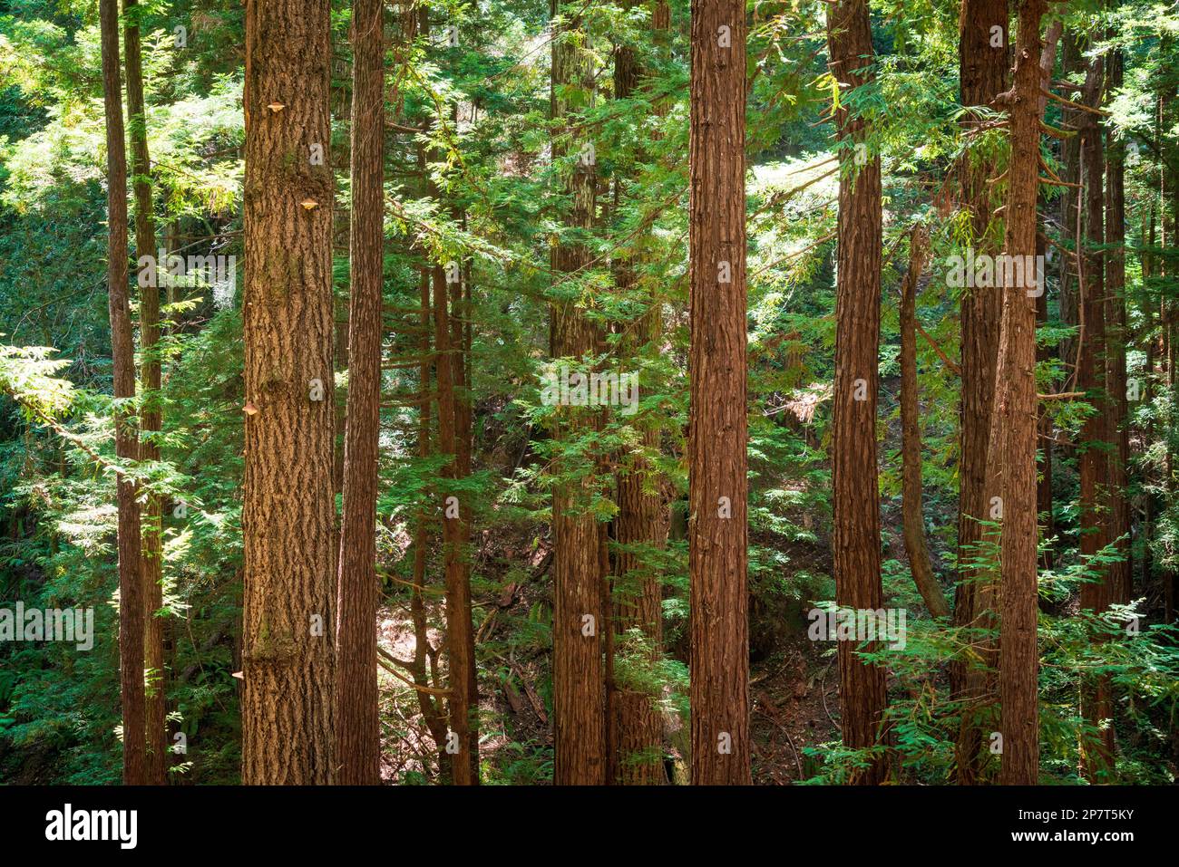 Pescadero state park hi-res stock photography and images - Alamy