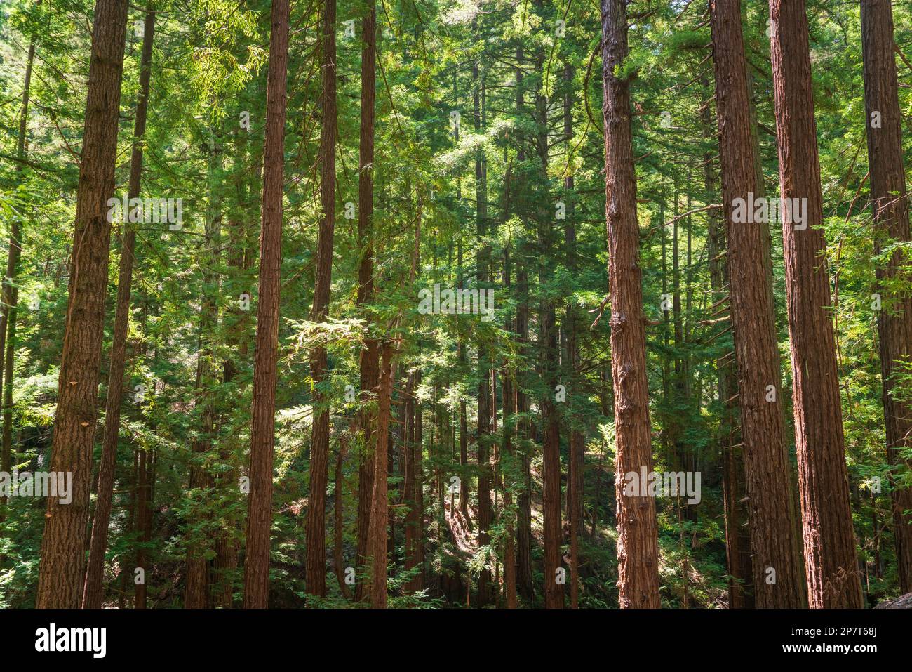 The Butano State Park in California Stock Photo - Alamy
