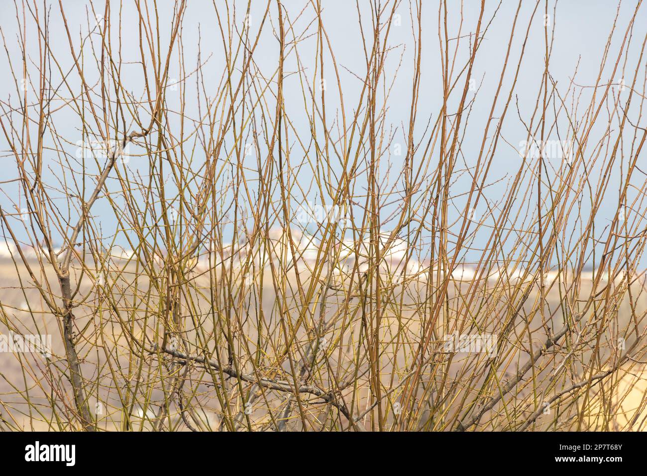 Prunus cerasifera in the spring, close-up. Nature background Stock ...