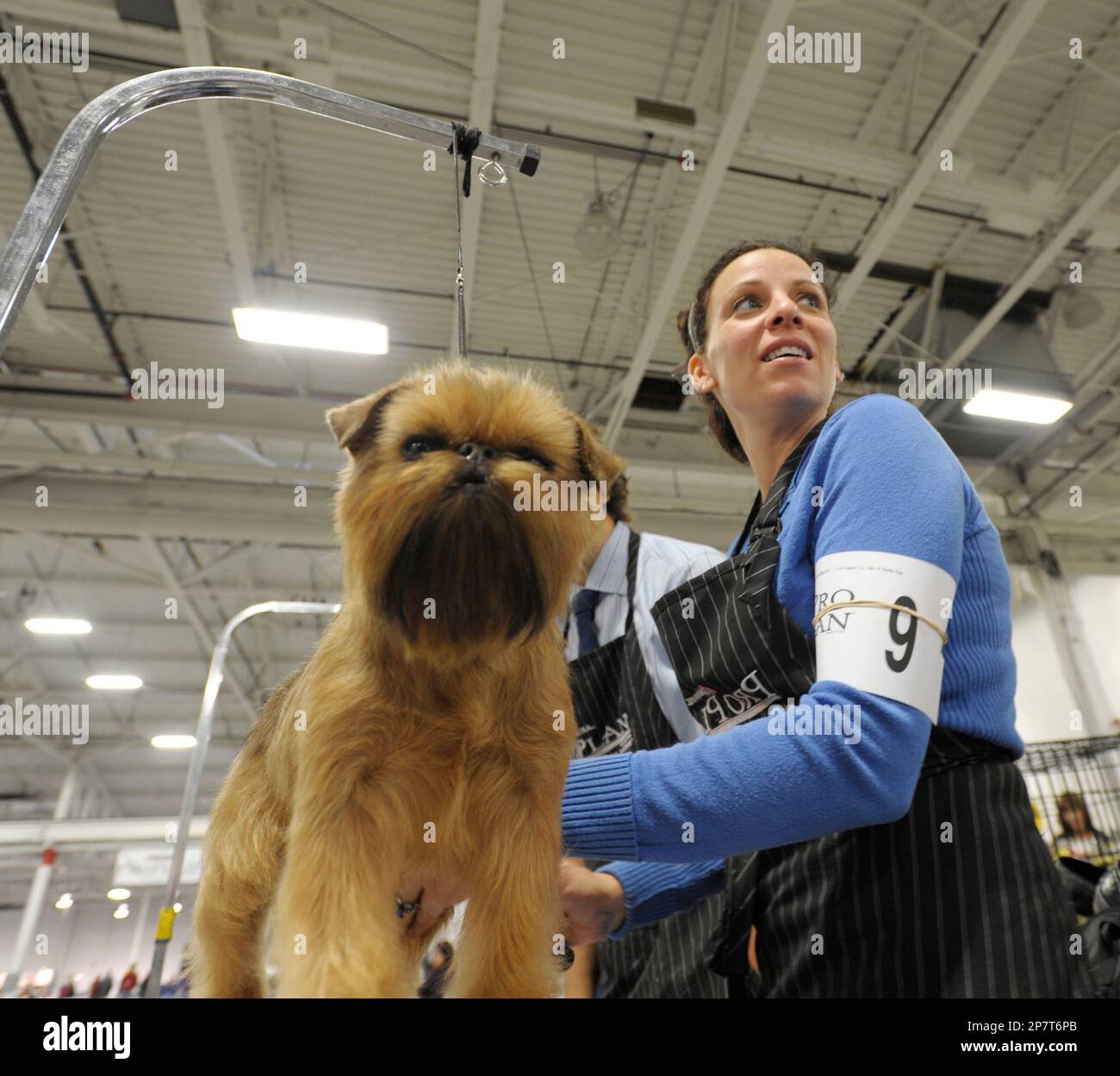 Professional dog handler Roxanne Sutton grooms Everett, a Brussels ...