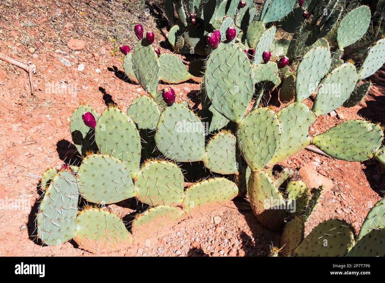 Utah cactus hi-res stock photography and images - Alamy