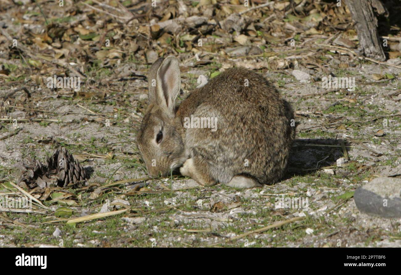 In this photo taken Tuesday, July 1, 2008 a rabbit sits on Robben ...