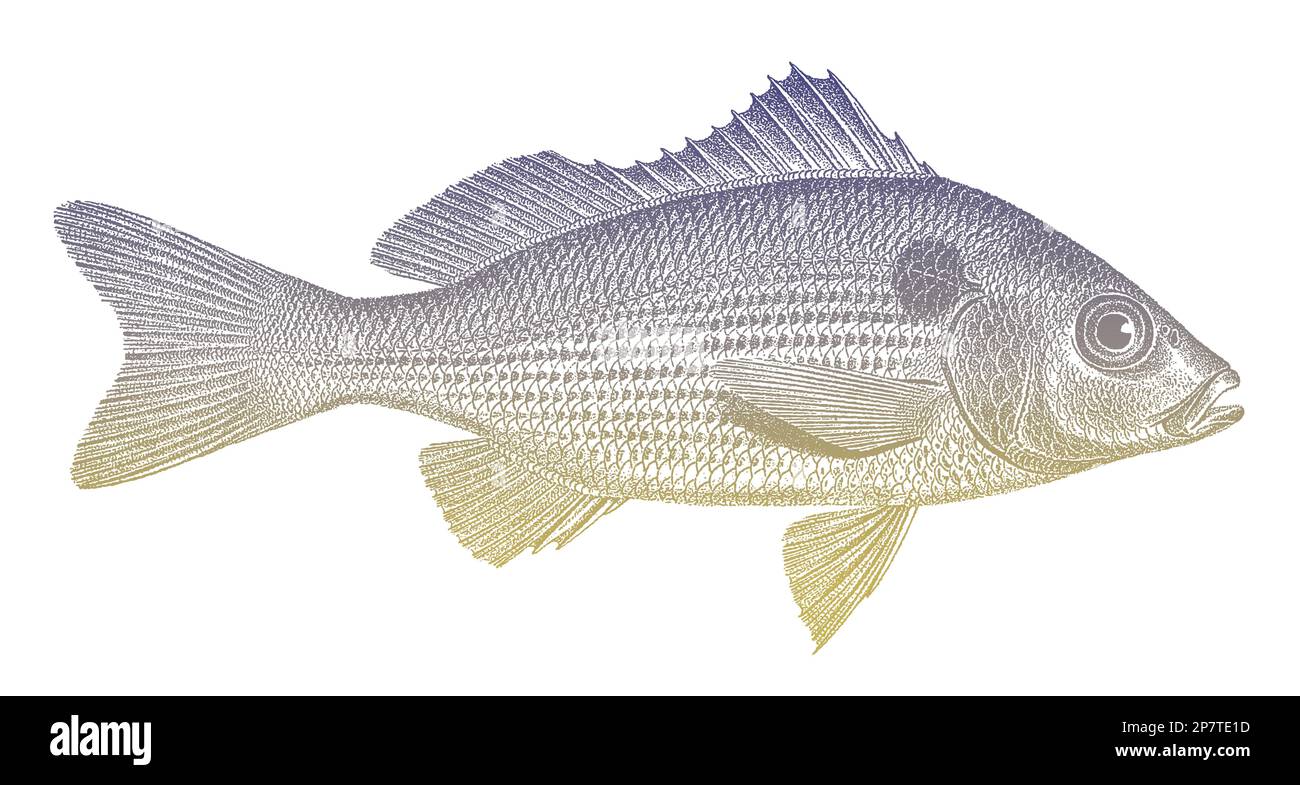 Shining grunt haemulopsis nitidus, tropical marine fish from eastern ...