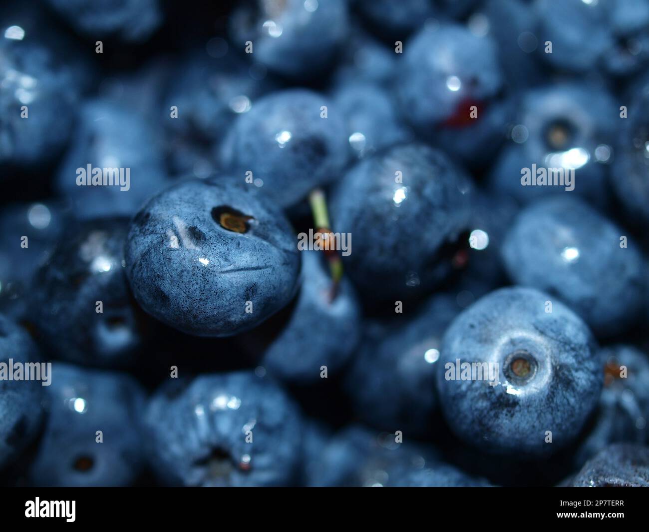Blueberry macro photo, blueberry background Stock Photo - Alamy