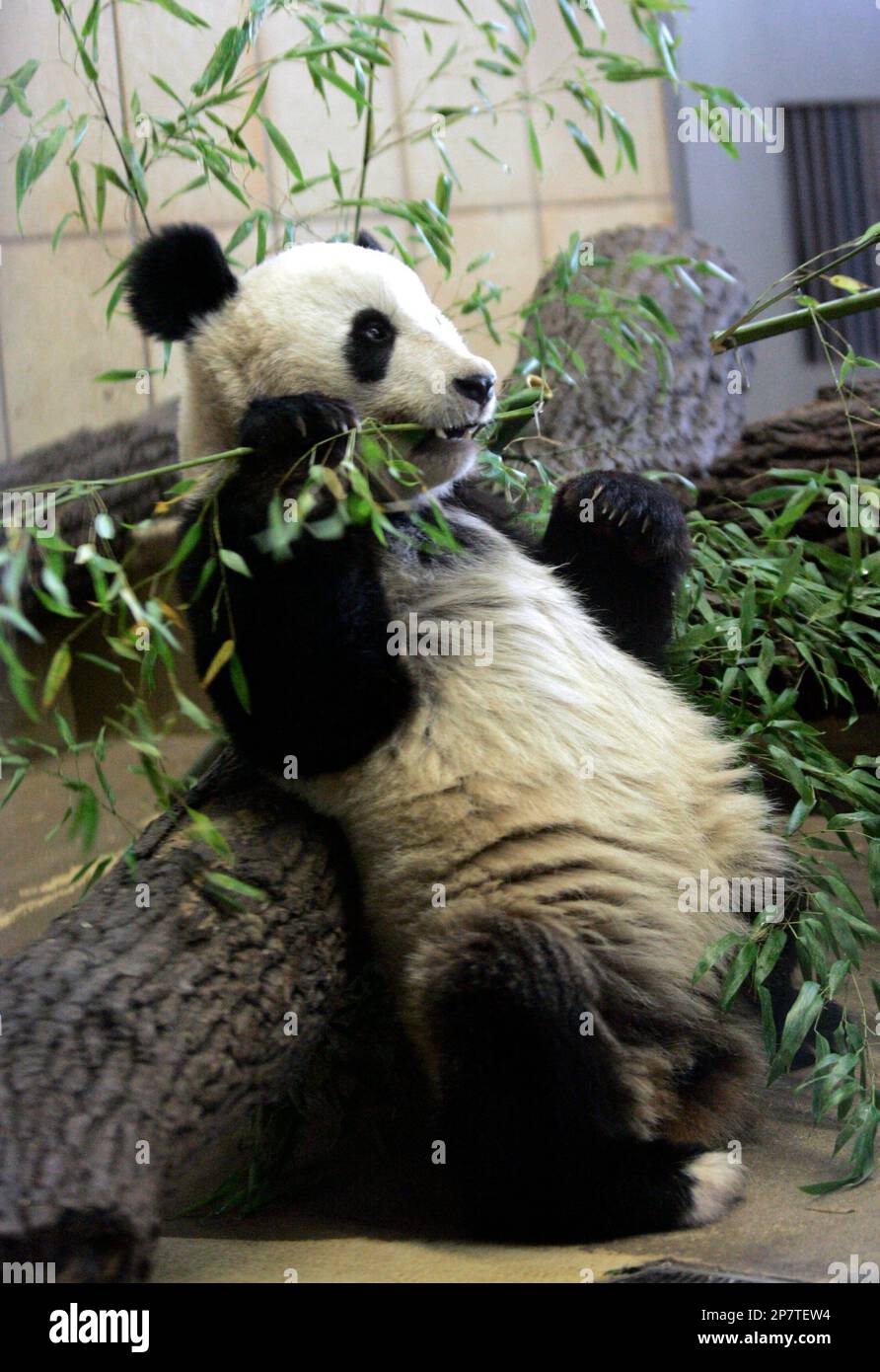 Two-year-old panda Fu Long eats bamboo, on Thursday, Nov. 12, 2009, in ...
