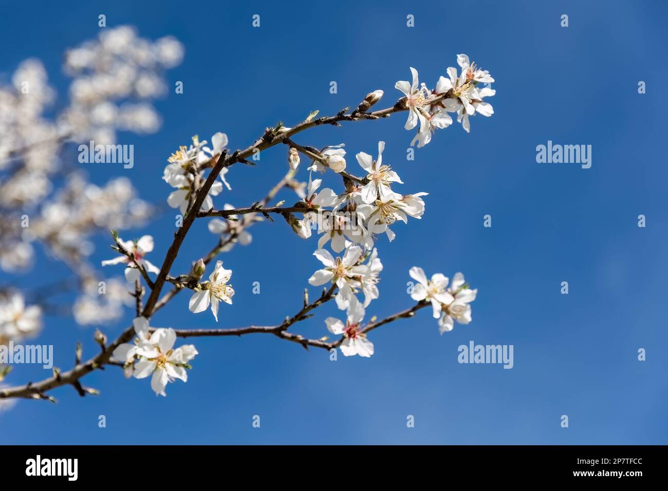 Almond Blossoms early spring white flowers with a blue sky background ...