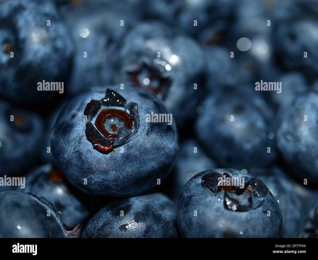 Blueberry macro photo, blueberry background Stock Photo - Alamy