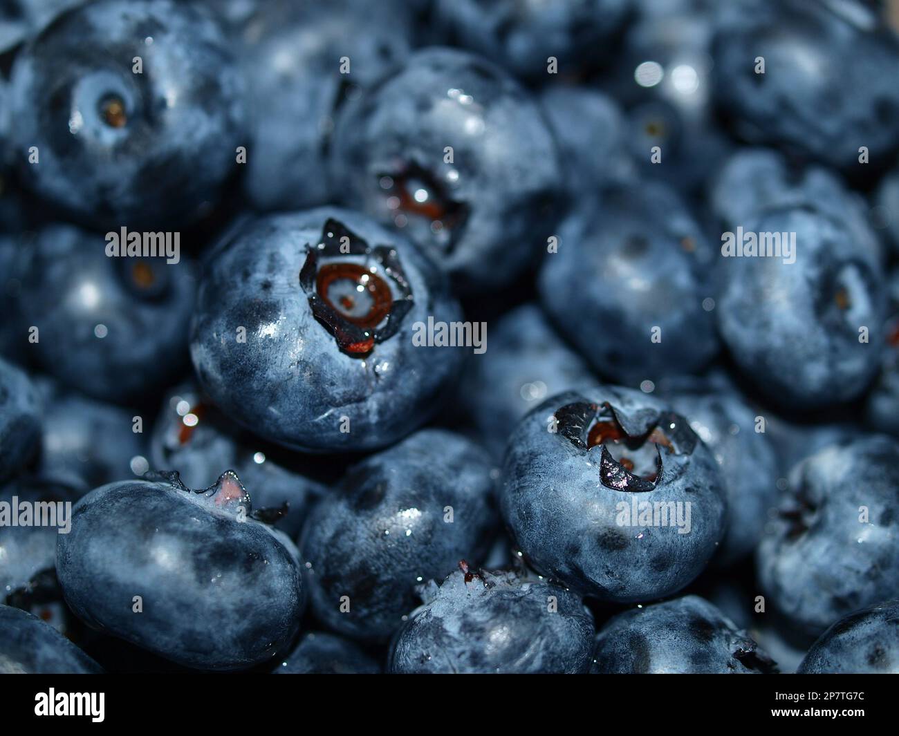 Blueberry macro photo, blueberry background Stock Photo - Alamy