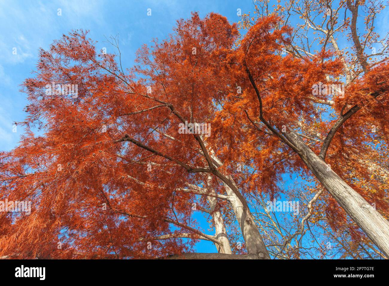 Trees with wonderful autumn colors seen fro below, Lugano lake ...