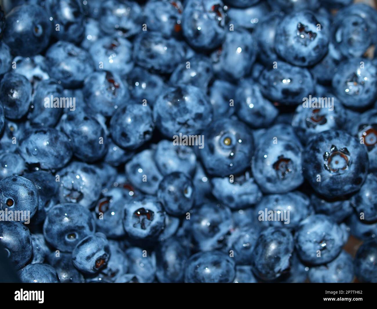 Blueberry macro photo, blueberry background Stock Photo - Alamy