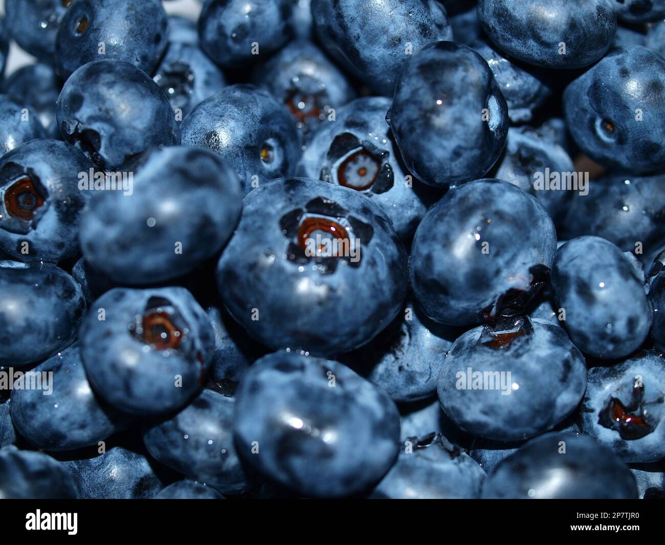 Blueberry macro photo, blueberry background Stock Photo - Alamy