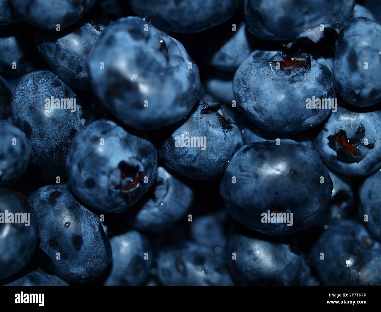 Blueberry macro photo, blueberry background Stock Photo - Alamy